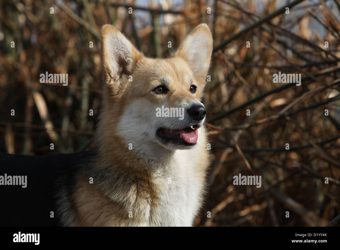 Dog Pembroke Welsh corgi adult portrait profile Stock Photo - Alamy