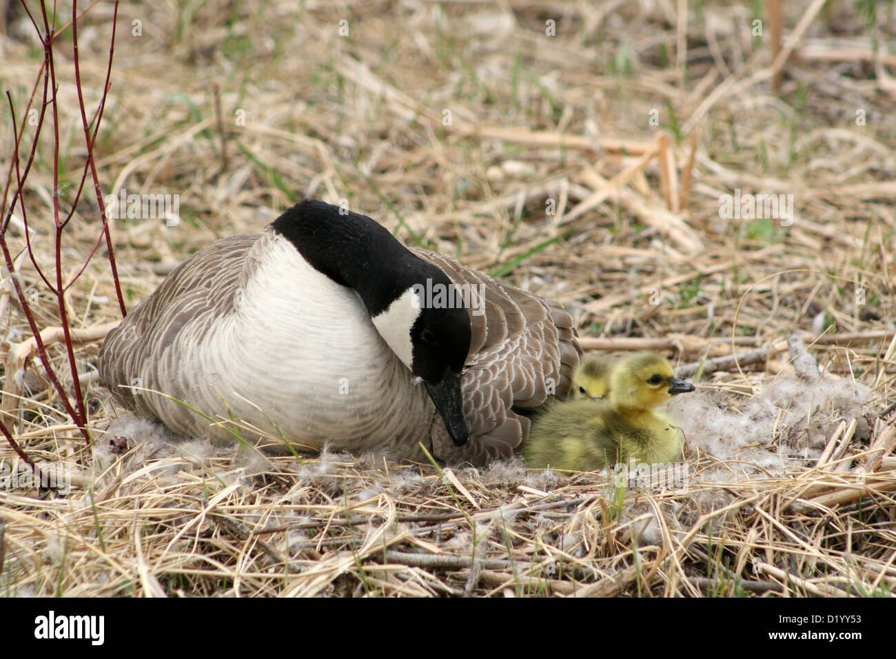 A female Canada Goose on her nest watching her goslings in spring in ...