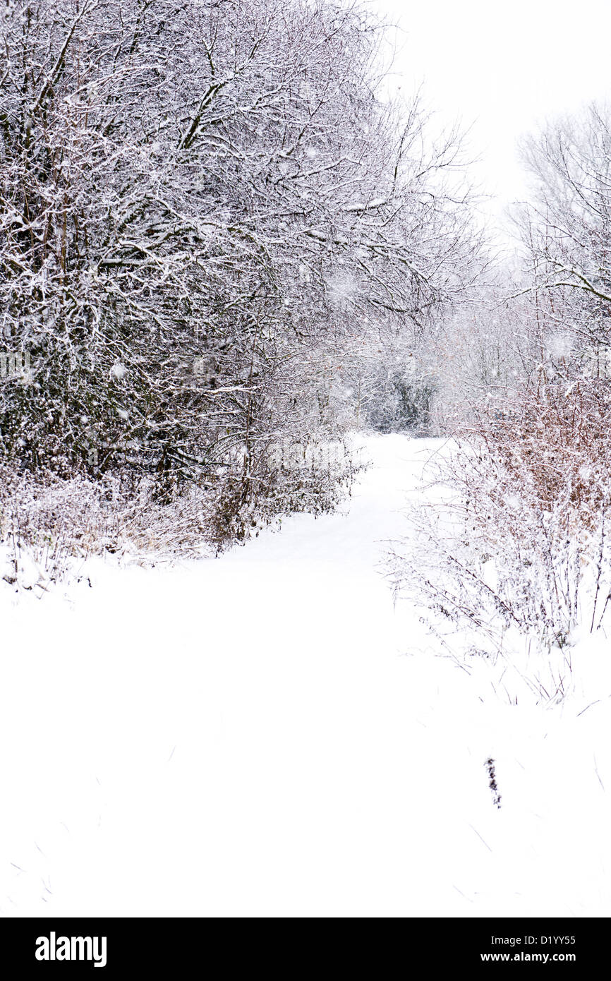 winter scene in nature during snow Stock Photo - Alamy