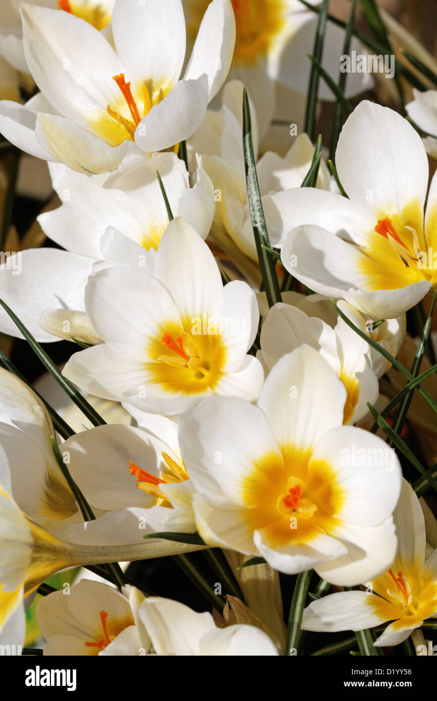 Crocus 'snow bunting' Stock Photo - Alamy