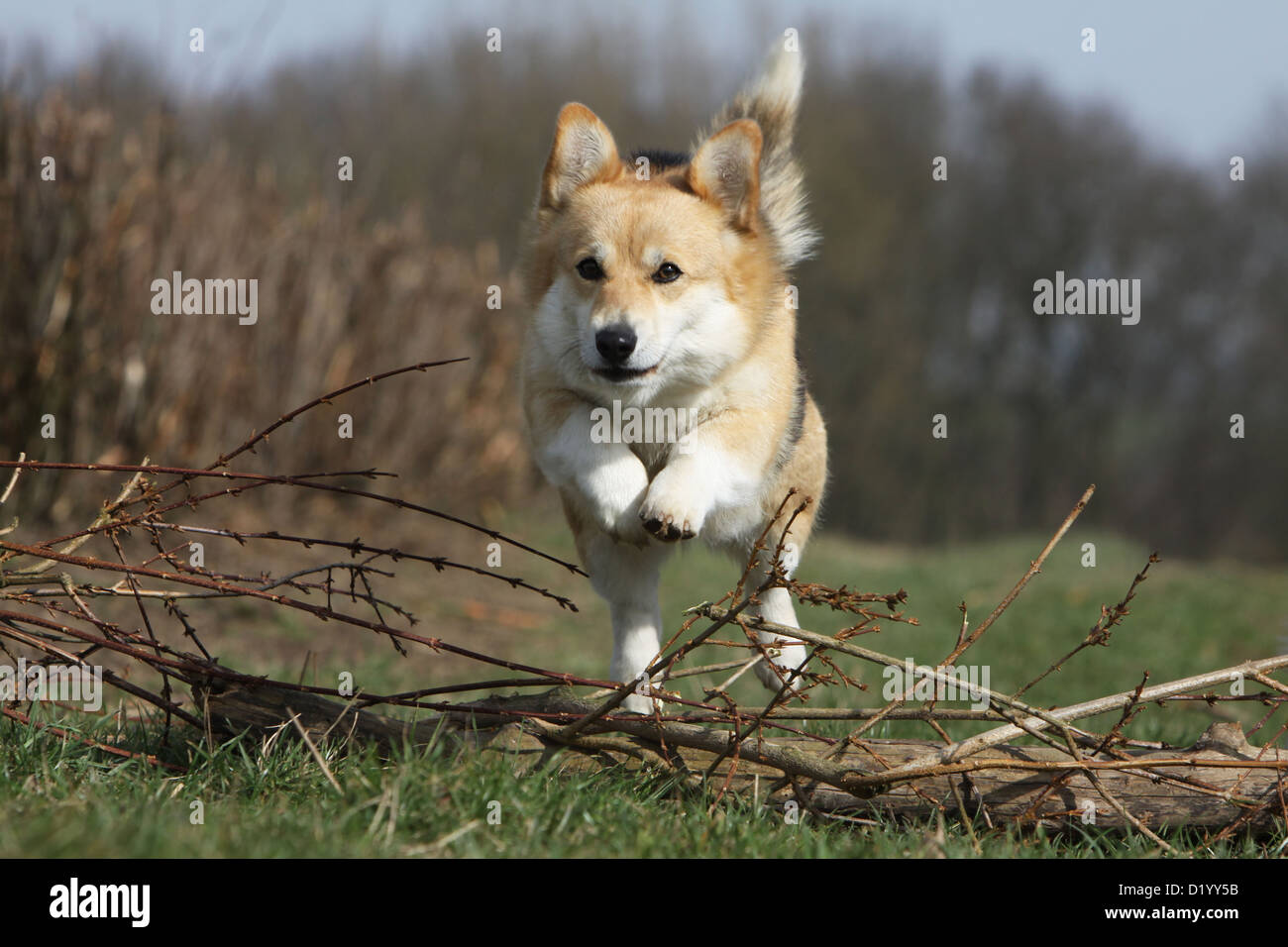 Dog Pembroke Welsh corgi adult jumping over an obstacle Stock Photo - Alamy