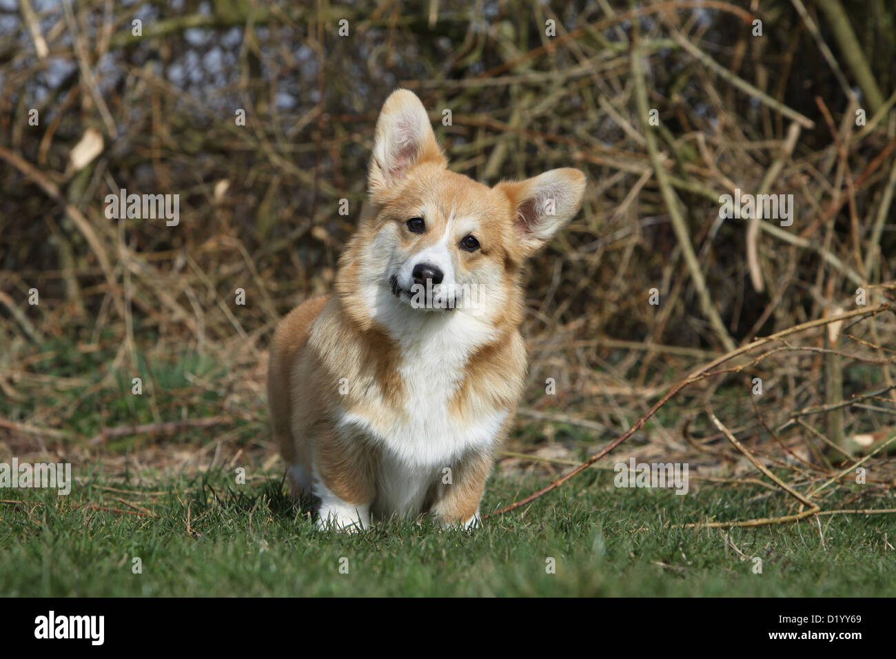 Dog Pembroke Welsh corgi young standing in a meadow Stock Photo - Alamy