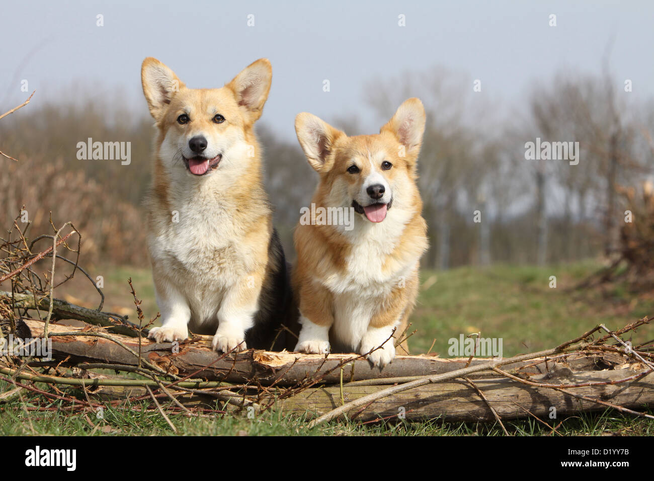 Dog Pembroke Welsh corgi two adults sitting on a wood different colors ...