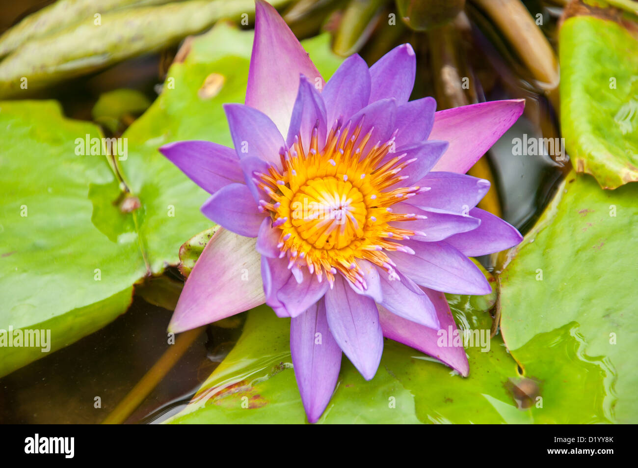 violet lotus in the garden Stock Photo - Alamy