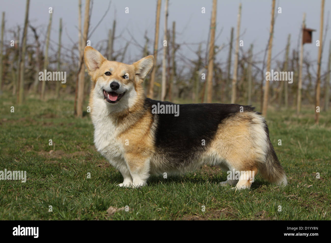 Dog Pembroke Welsh corgi adult standard profile Stock Photo - Alamy