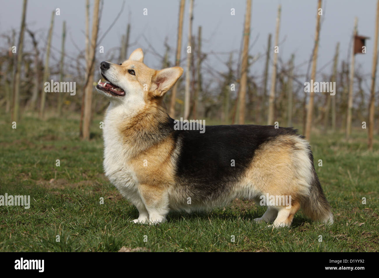 Dog Pembroke Welsh corgi adult standard profile Stock Photo - Alamy