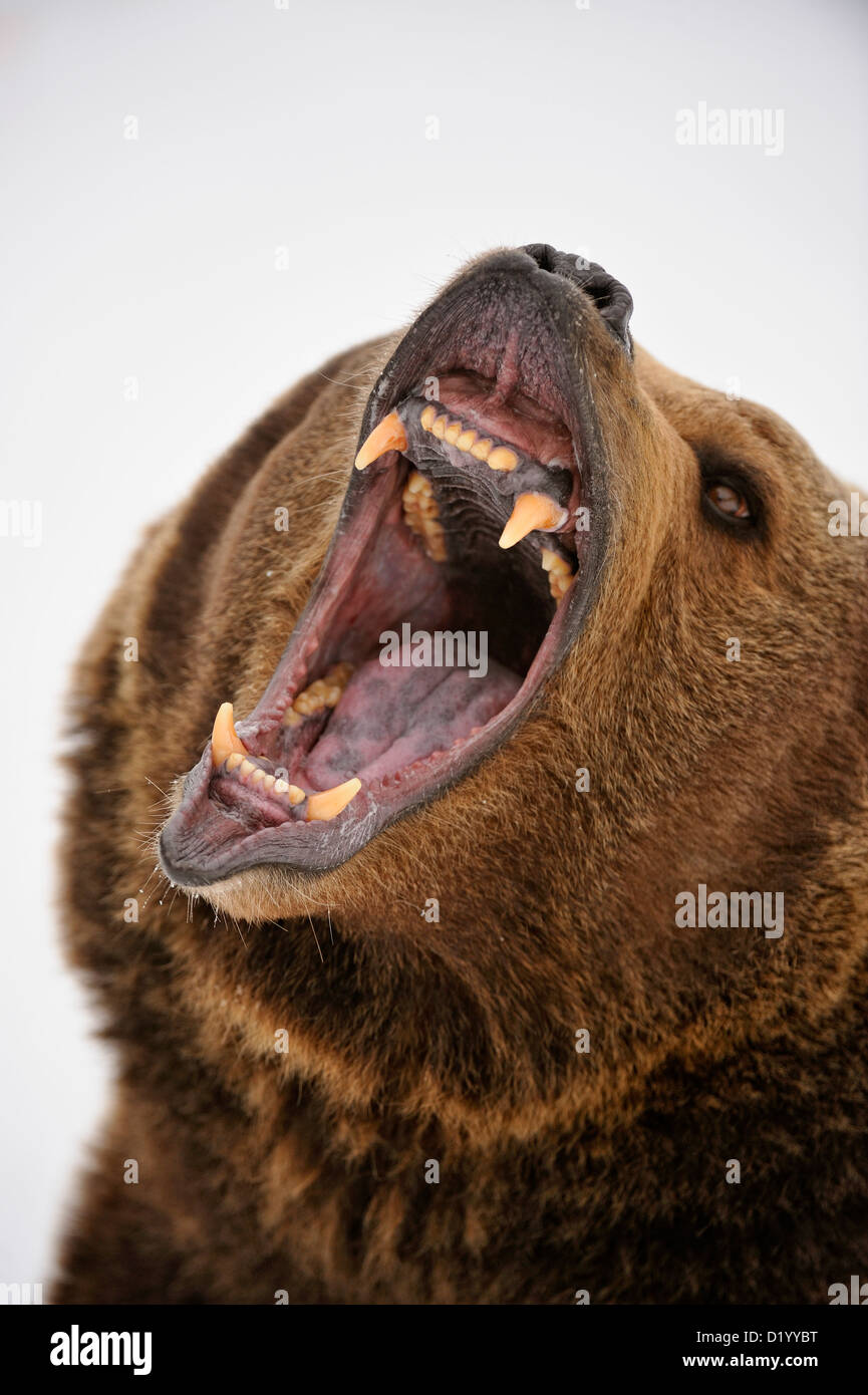 Grizzly bear (Ursus arctos) Snarling, fierce expression, Bozeman Stock ...