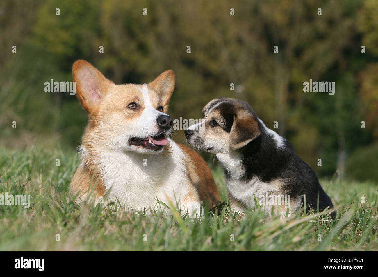 Dog Pembroke Welsh corgi adult and puppy different colors Stock Photo ...