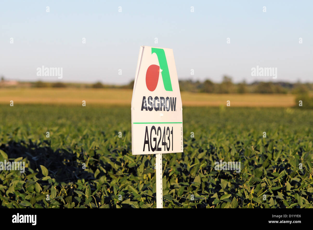 Roundup Ready Soybeans High Resolution Stock Photography and Images - Alamy