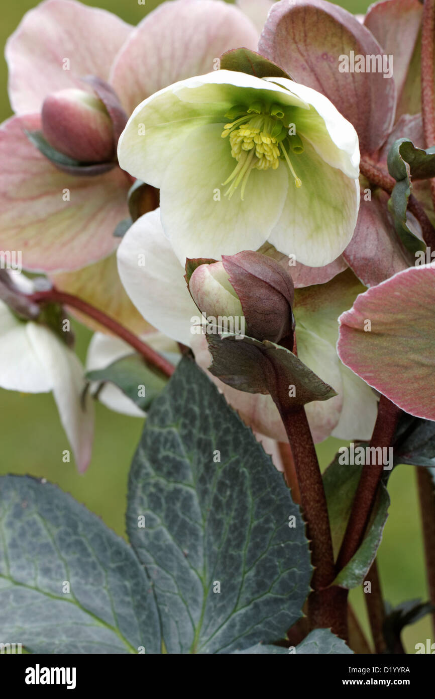 Spring border hellebores hi-res stock photography and images - Alamy