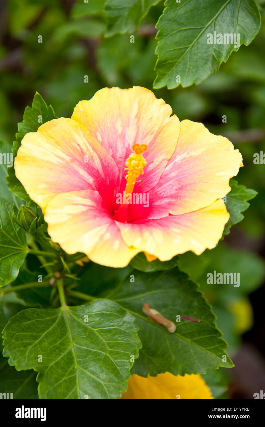 Hibiscuss flower in the garden Stock Photo - Alamy