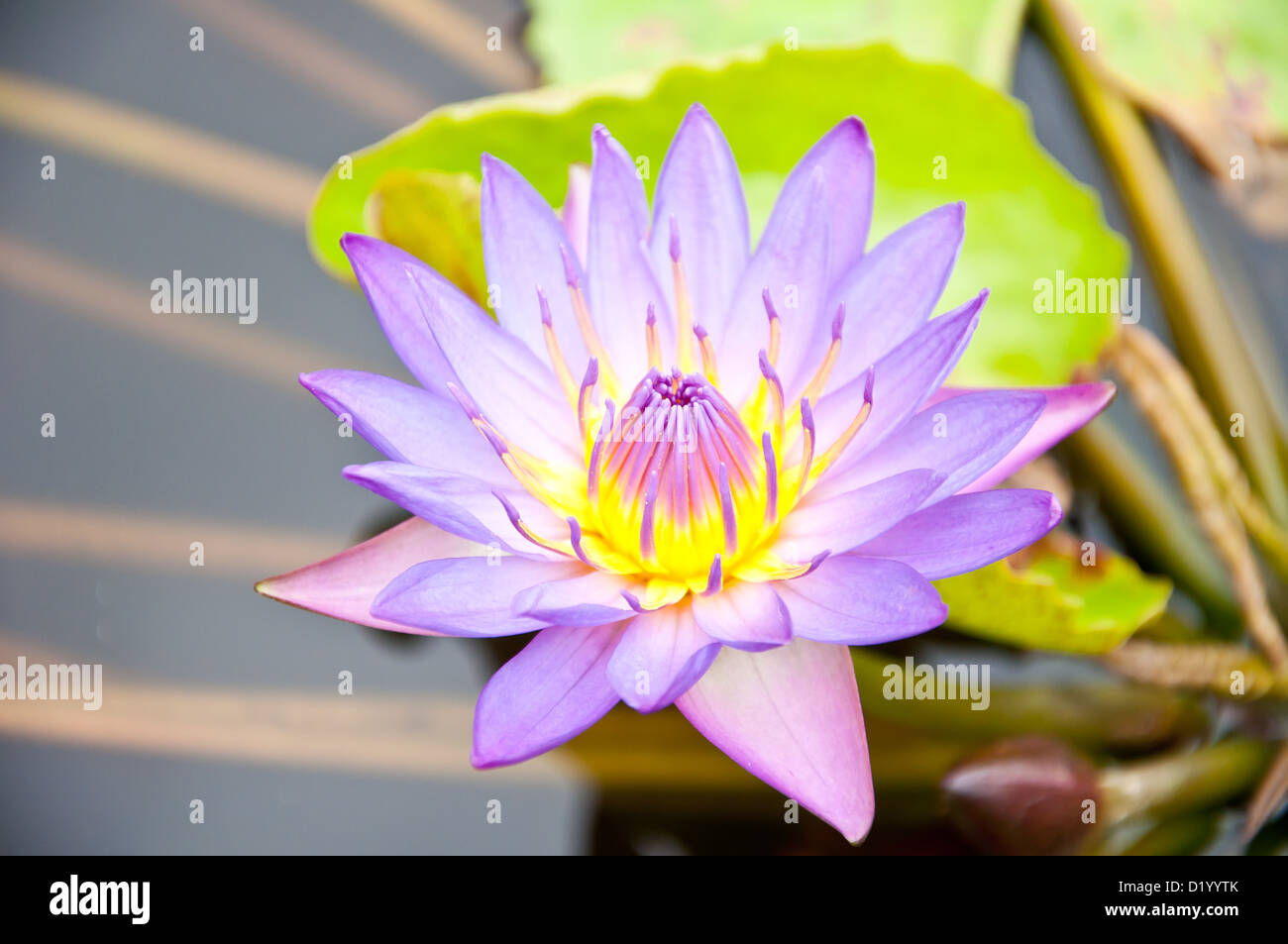 violet lotus in the garden Stock Photo - Alamy