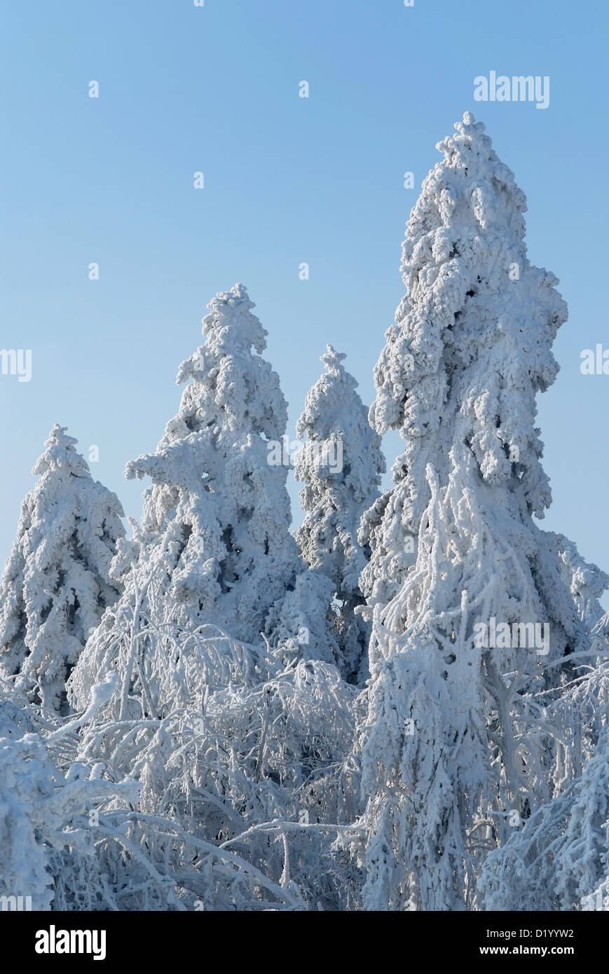 The old fir trees covered with a thick layer of rime in Ojcowski ...