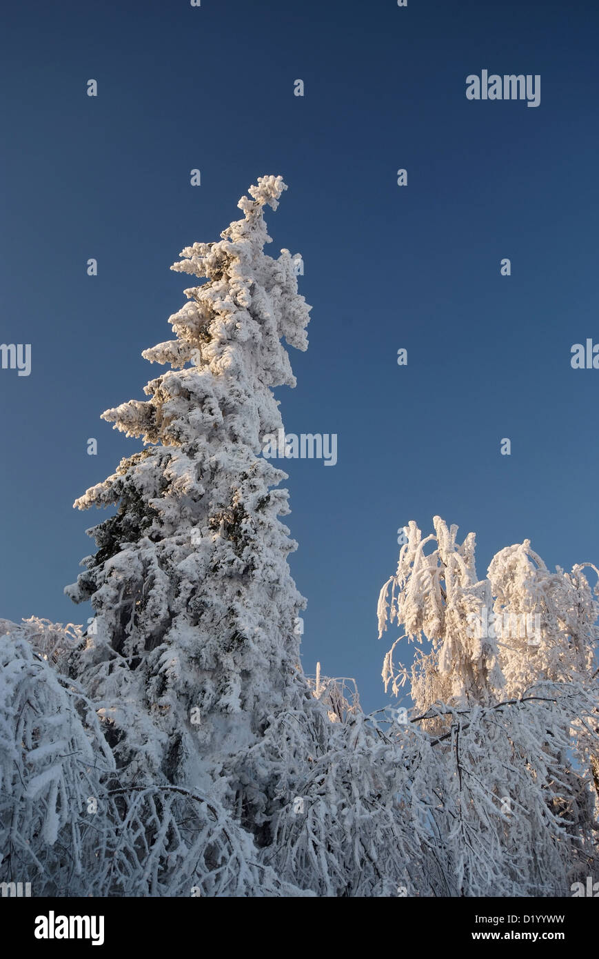The old fir & oak trees covered with a thick layer of rime in Ojcowski ...