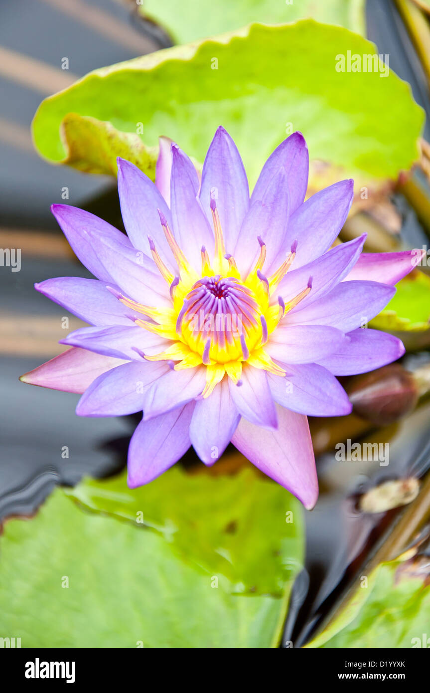 violet lotus in the garden Stock Photo - Alamy