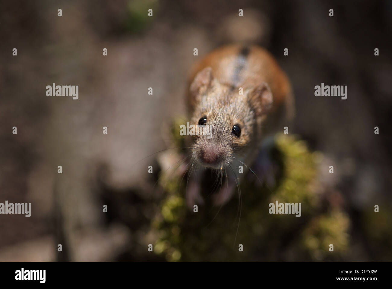 Striped Field Mouse Apodemus Agrarius High Resolution Stock Photography ...