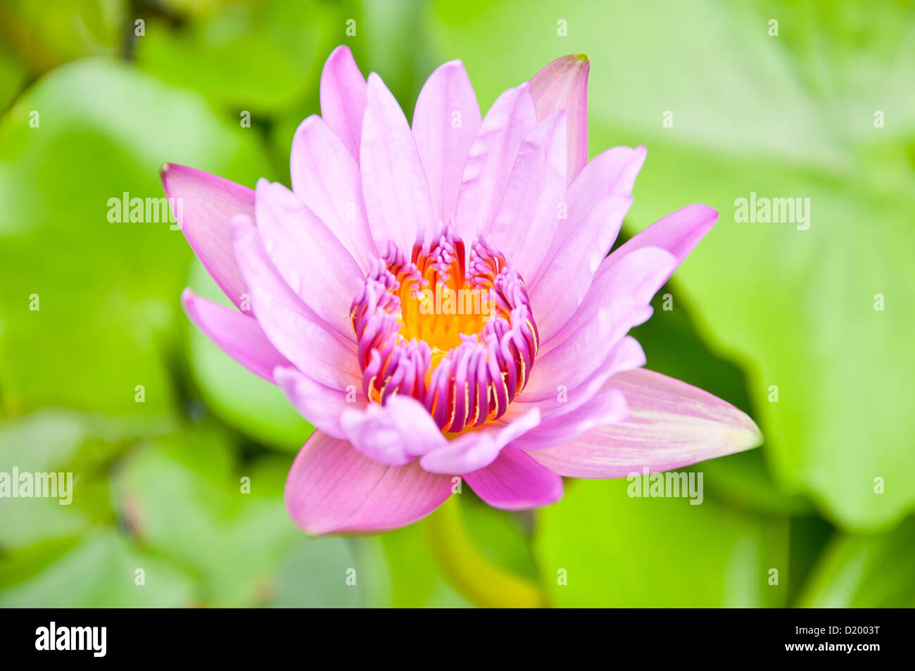 violet lotus in the garden Stock Photo - Alamy