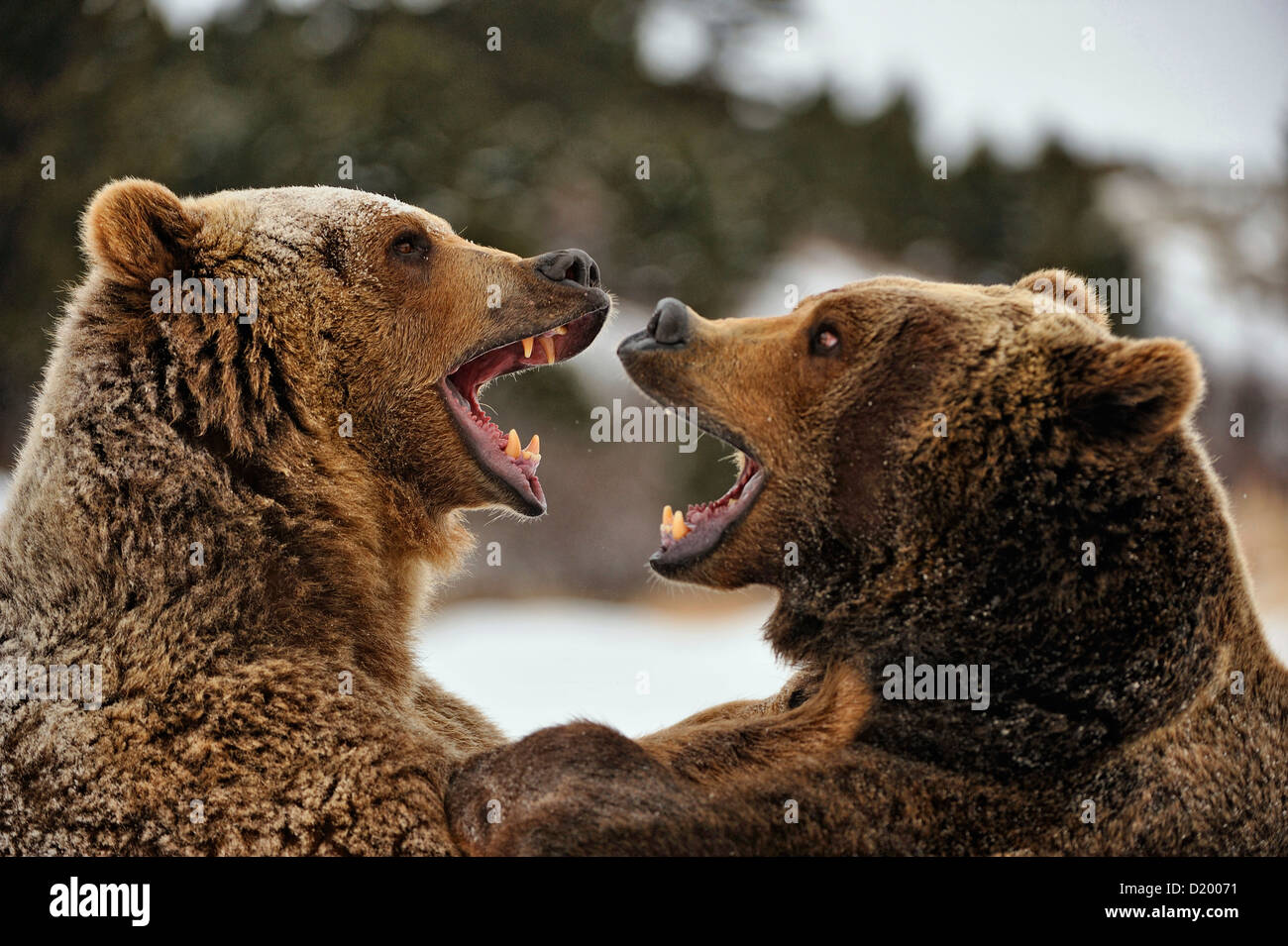 Grizzly Bears Fighting High Resolution Stock Photography and Images - Alamy