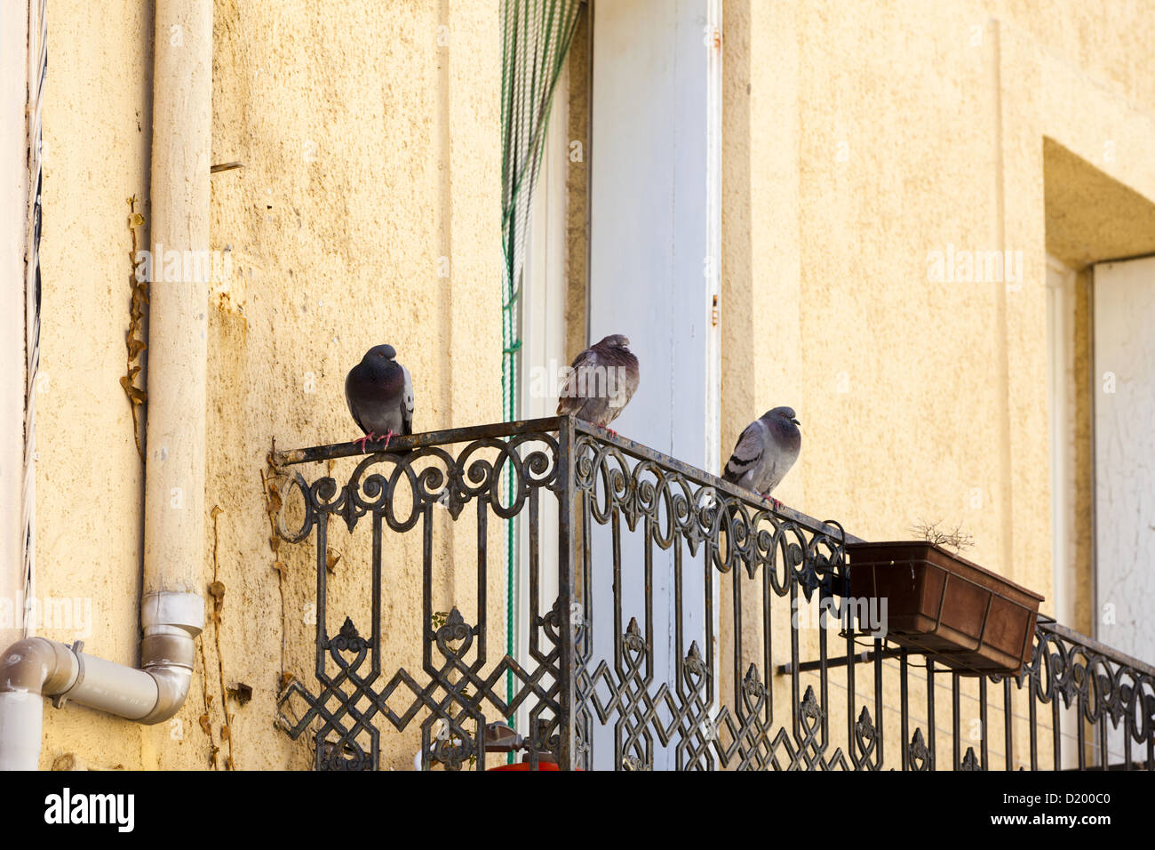 Pigeons sit on a balcony railing on a medieval house in Gruissan ...