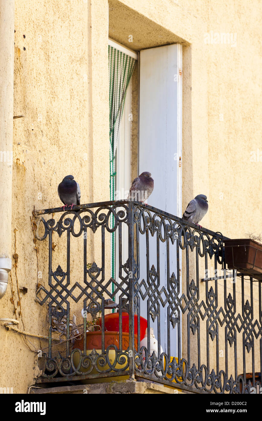 Pigeons sit on a balcony railing on a medieval house in Gruissan ...