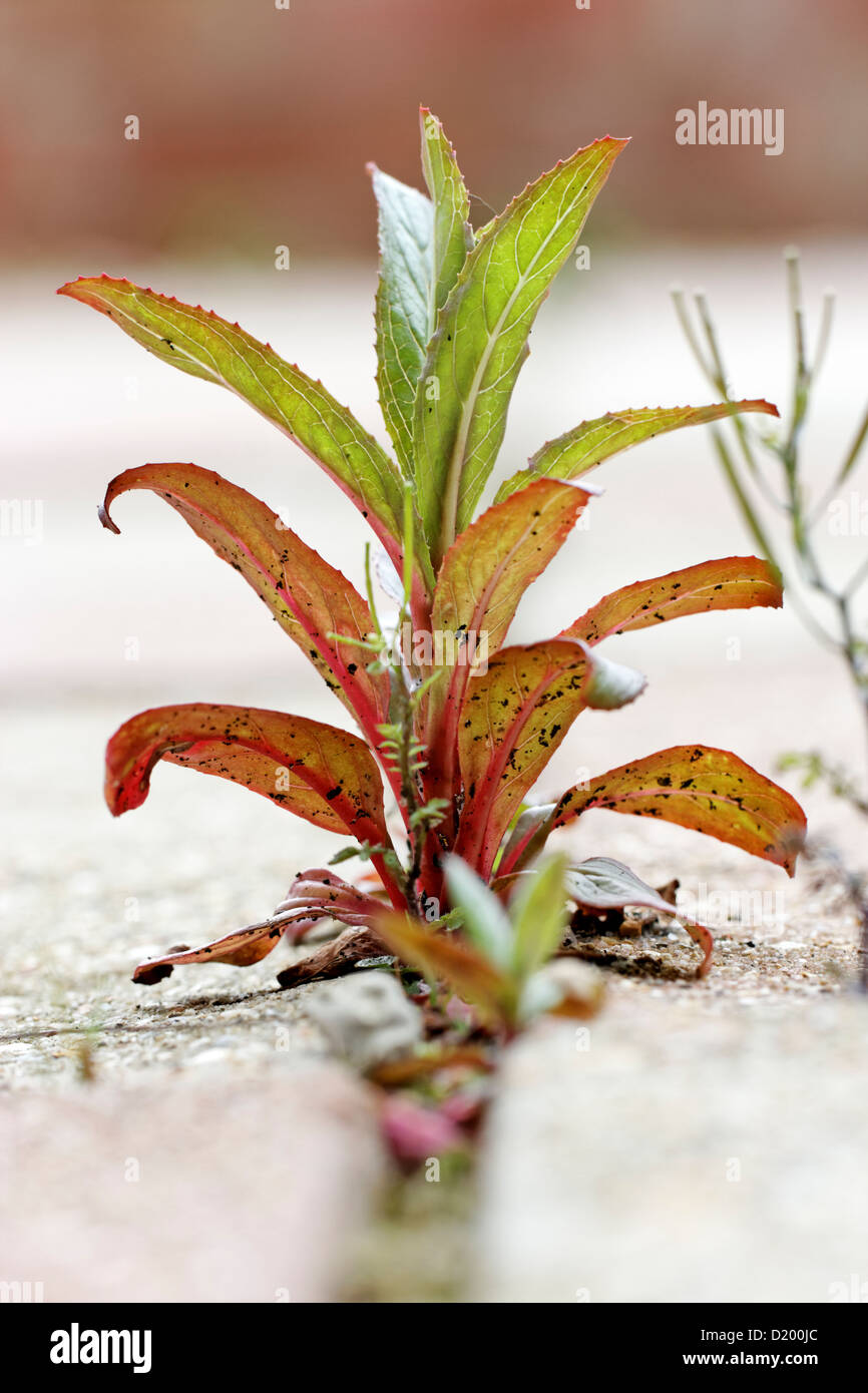 Epilobium (a weed) growing through a gap in paving stones Stock Photo ...
