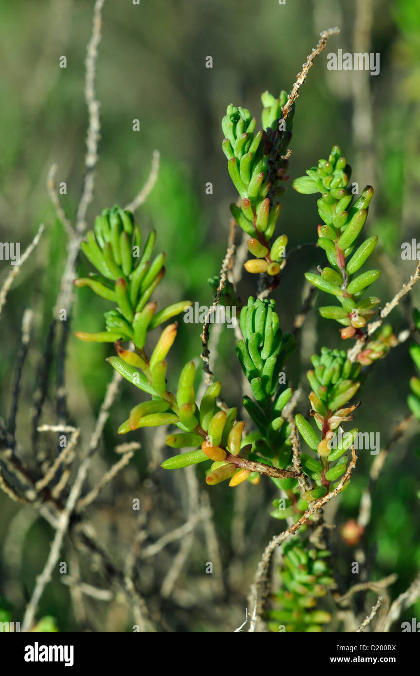 Suaeda hi-res stock photography and images - Alamy