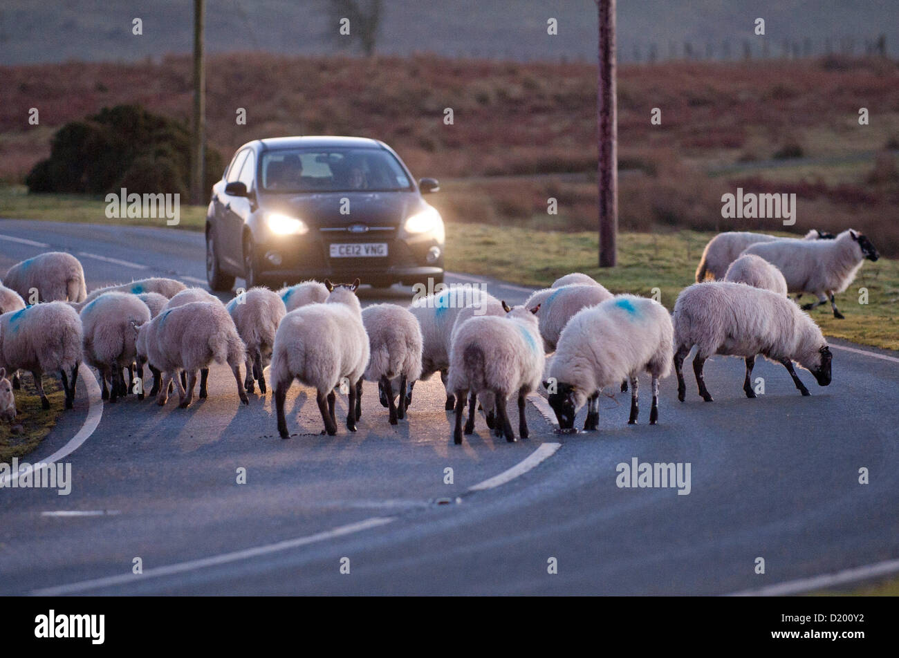 Flock of sheep scattered hi-res stock photography and images - Alamy