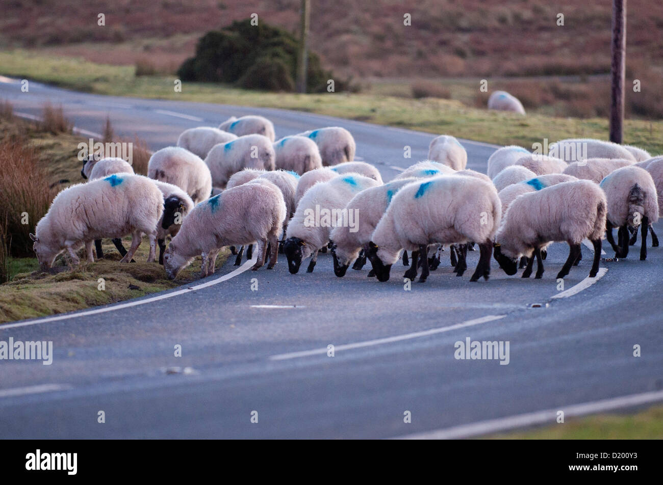 Flock of sheep scattered hi-res stock photography and images - Alamy