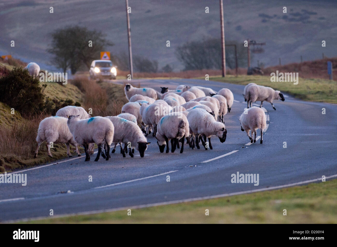 Flock of sheep scattered hi-res stock photography and images - Alamy