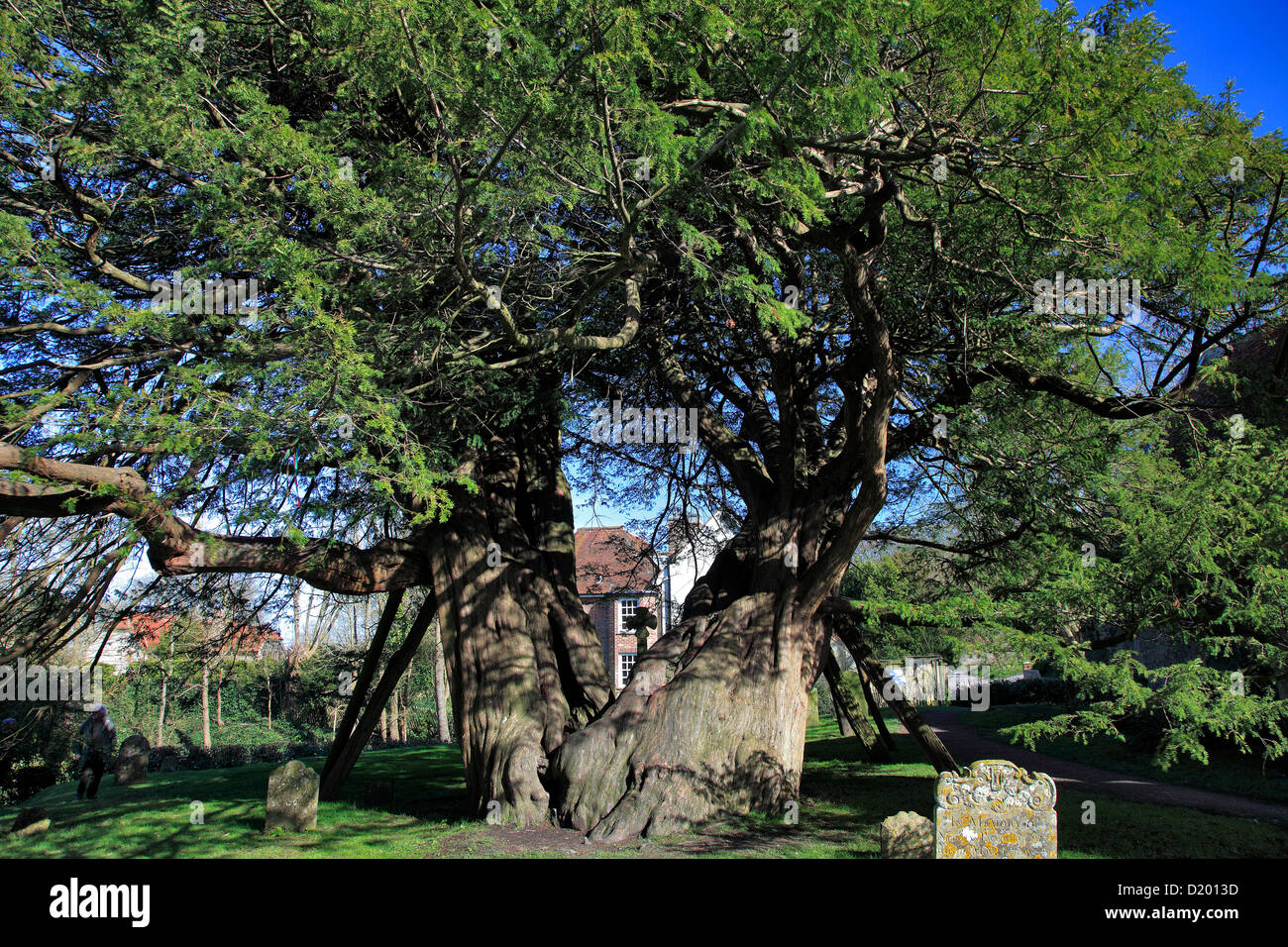 Common yew tree (Taxus baccata) in the churchyard of St Mary and St ...