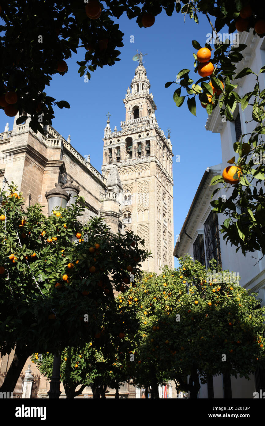 Seville spain orange tree hi-res stock photography and images - Alamy