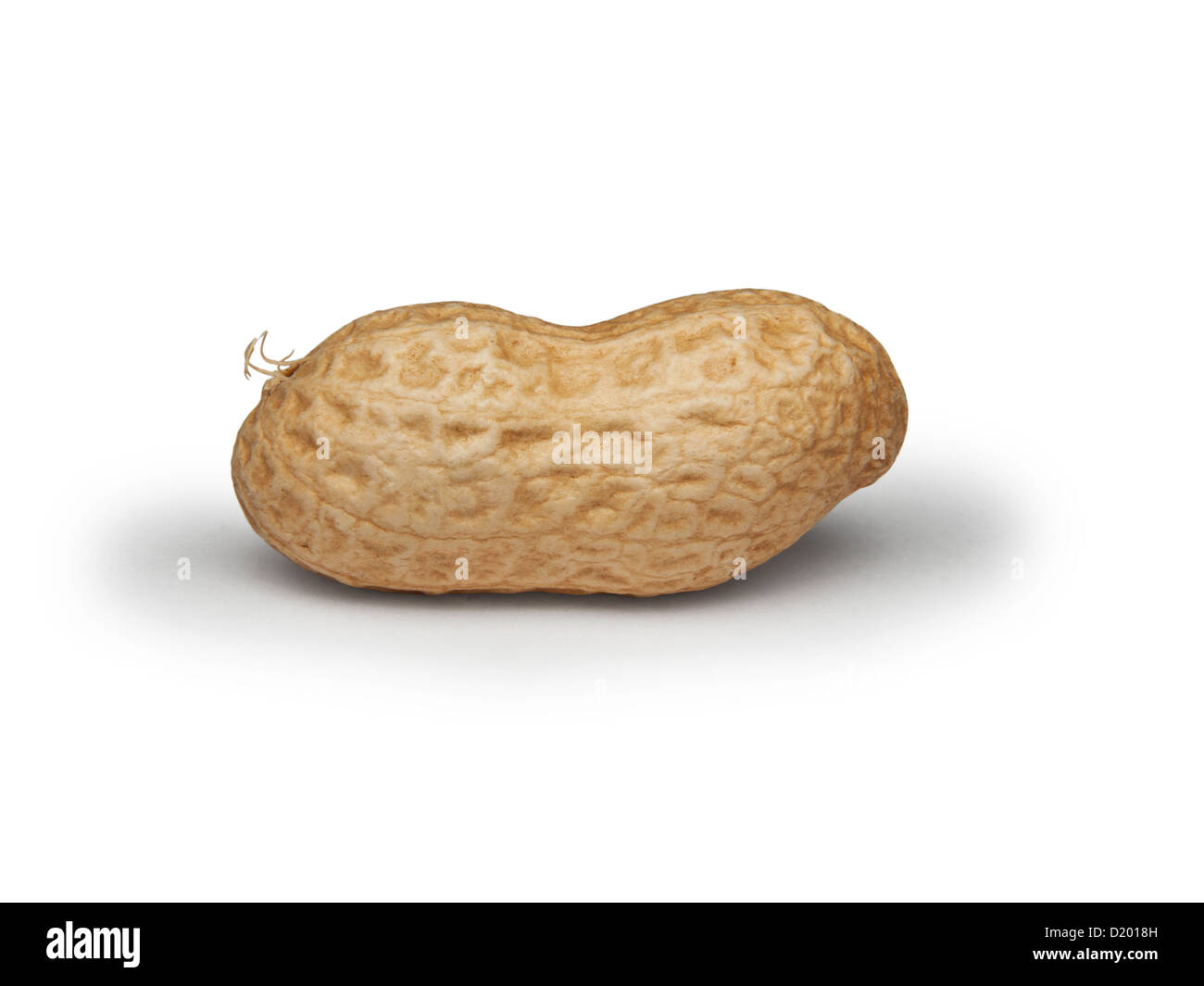 Close Up shot of peanut or groundnut isolated on white background ...