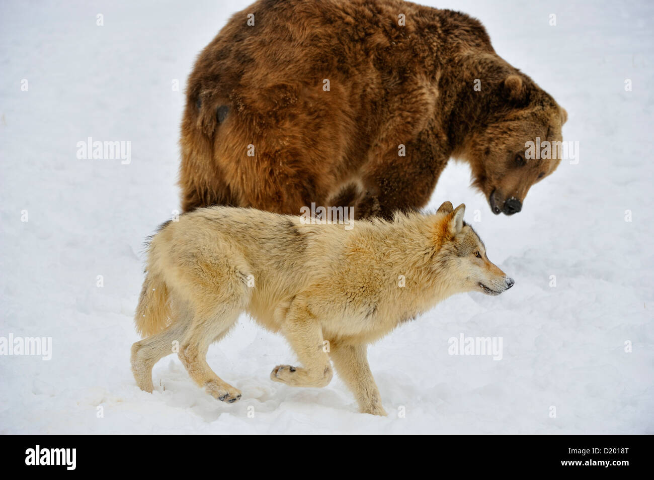 Grizzly Bear Vs Wolf