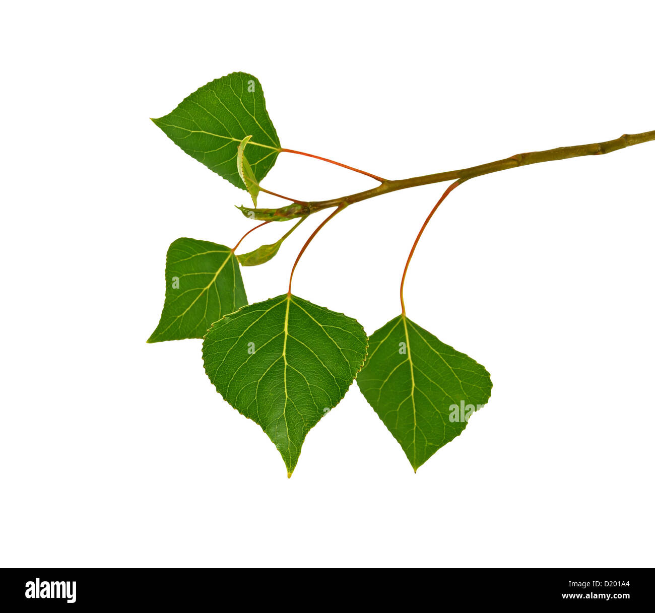 Tree branch with green leaves isolated on white background Stock Photo ...