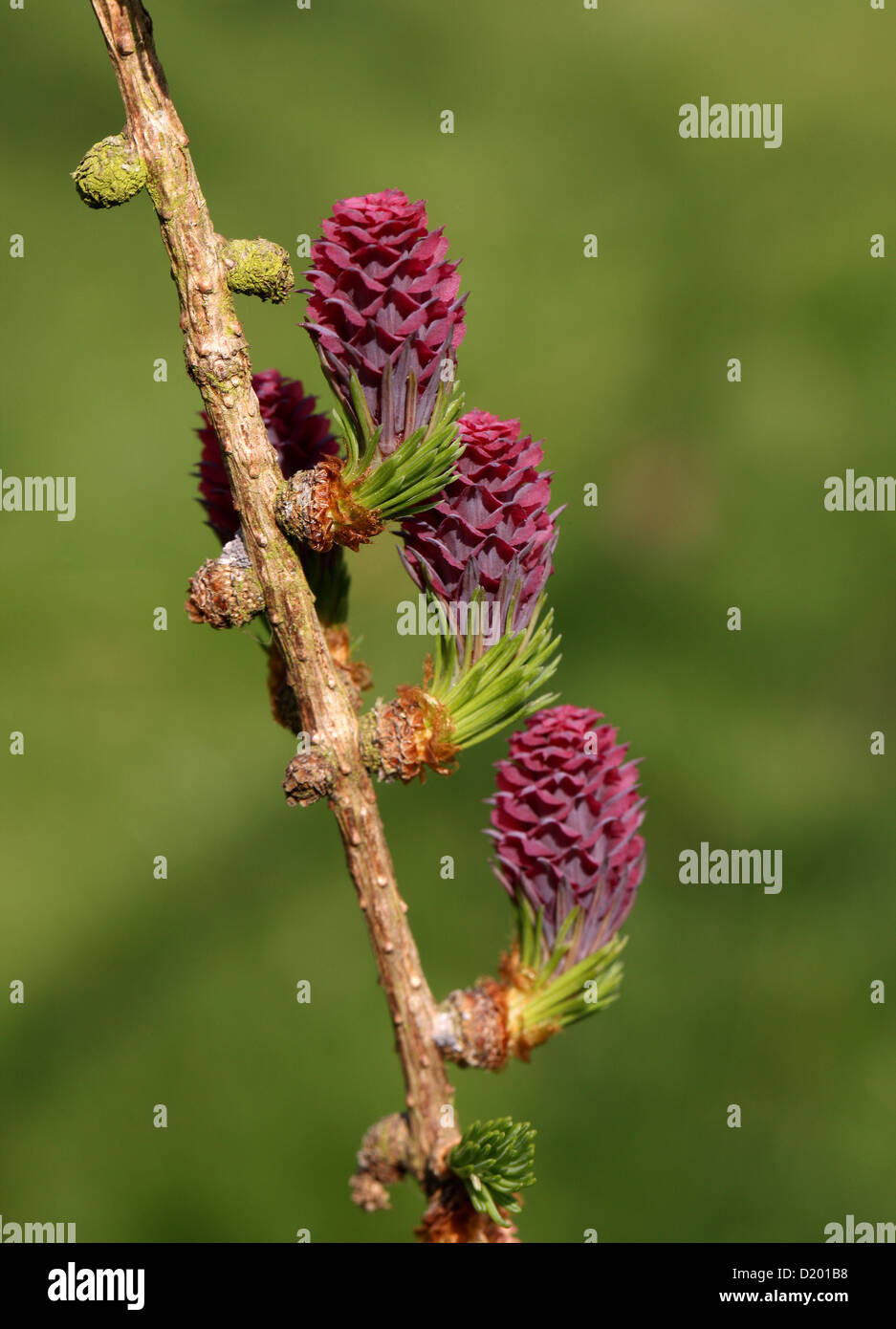 European Larch, Larix decidua, Pinaceae. Europe Stock Photo - Alamy