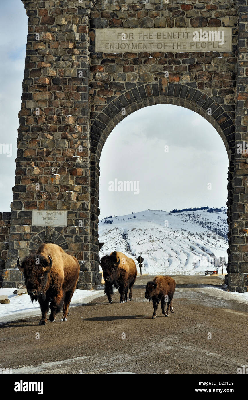 Bison bison herd walking hi-res stock photography and images - Alamy
