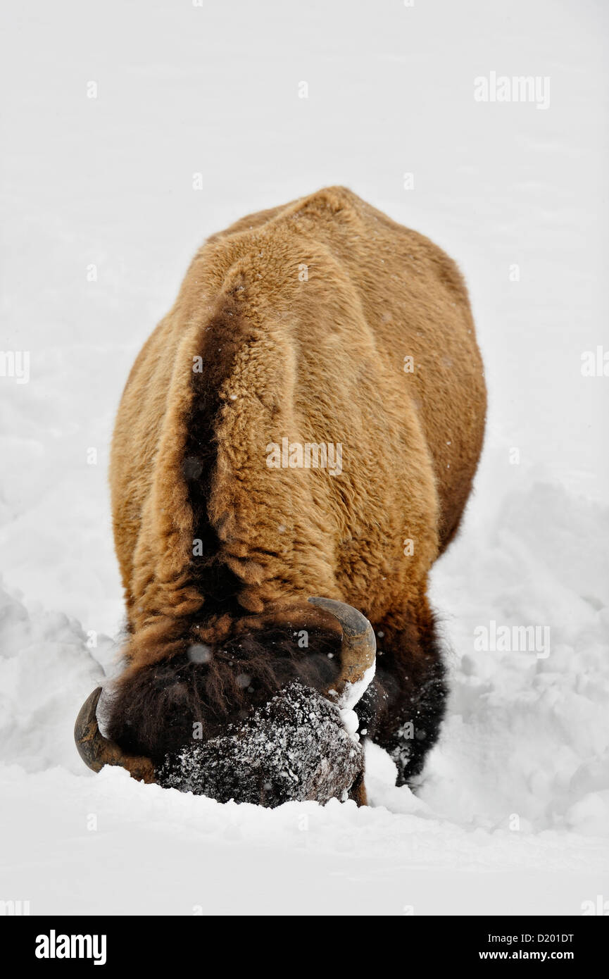 American Bison Bison Bison Using High Resolution Stock Photography and ...