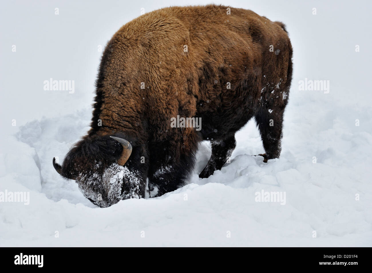 American Bison Bison Bison Using High Resolution Stock Photography and ...