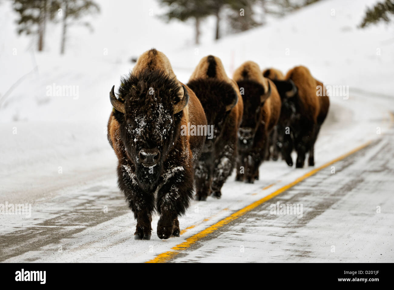 Bison bison herd walking hi-res stock photography and images - Alamy