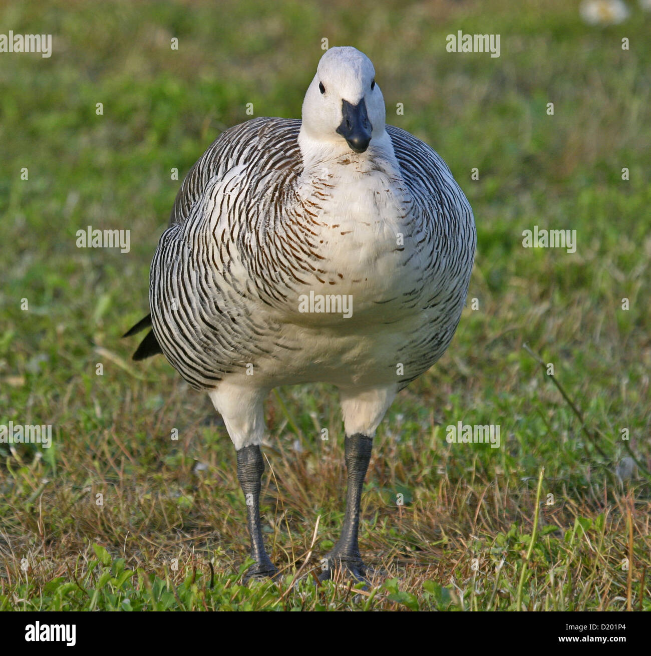 The Upland Goose or Magellan Goose (Chloephaga picta Stock Photo - Alamy
