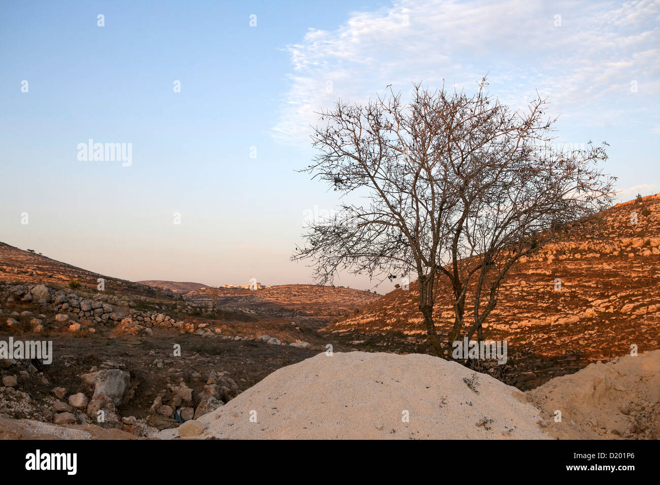 Dry Tree in Sand Hills of Samaria, Israel Stock Photo - Alamy