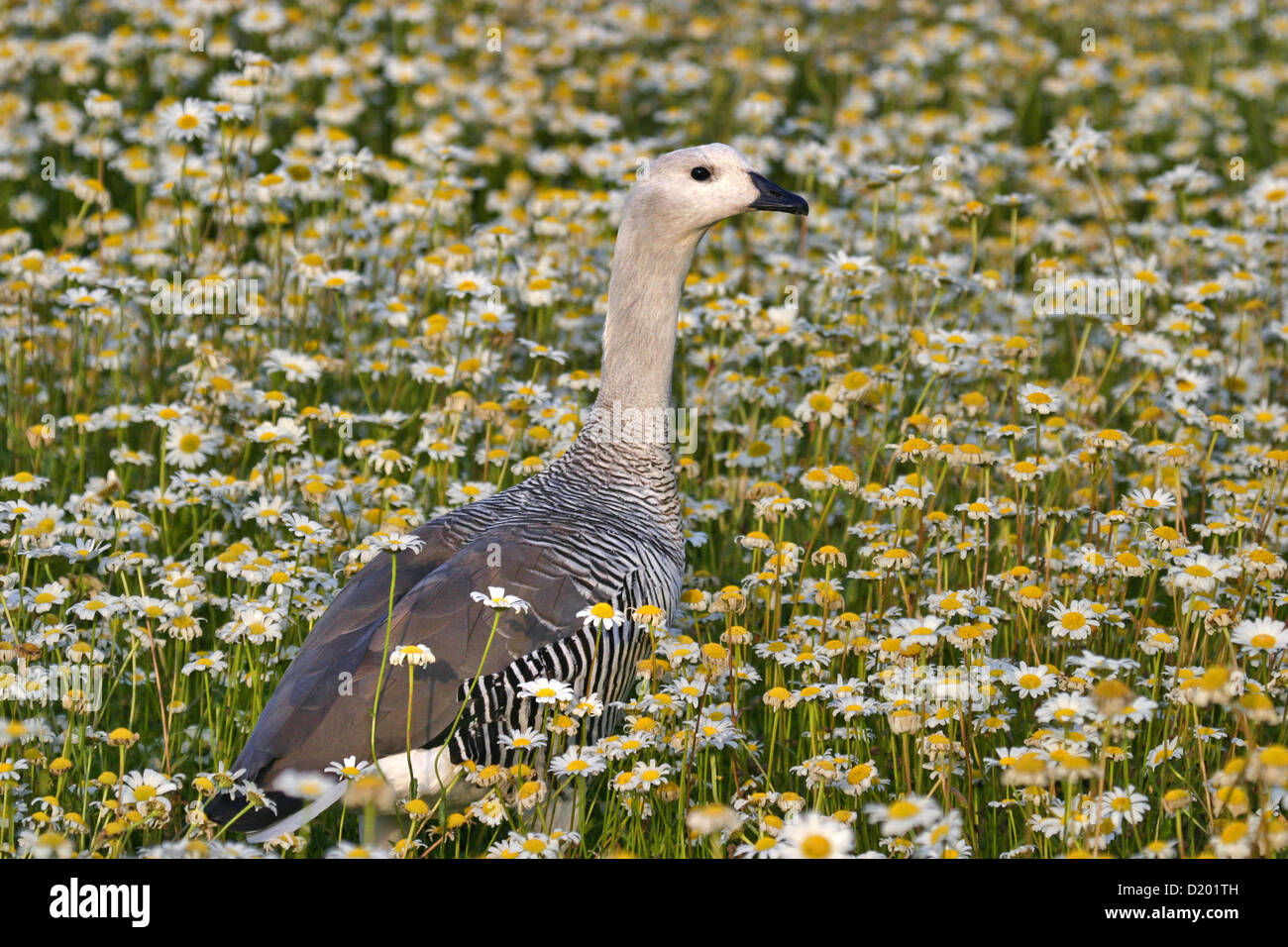 The Upland Goose or Magellan Goose (Chloephaga picta Stock Photo - Alamy