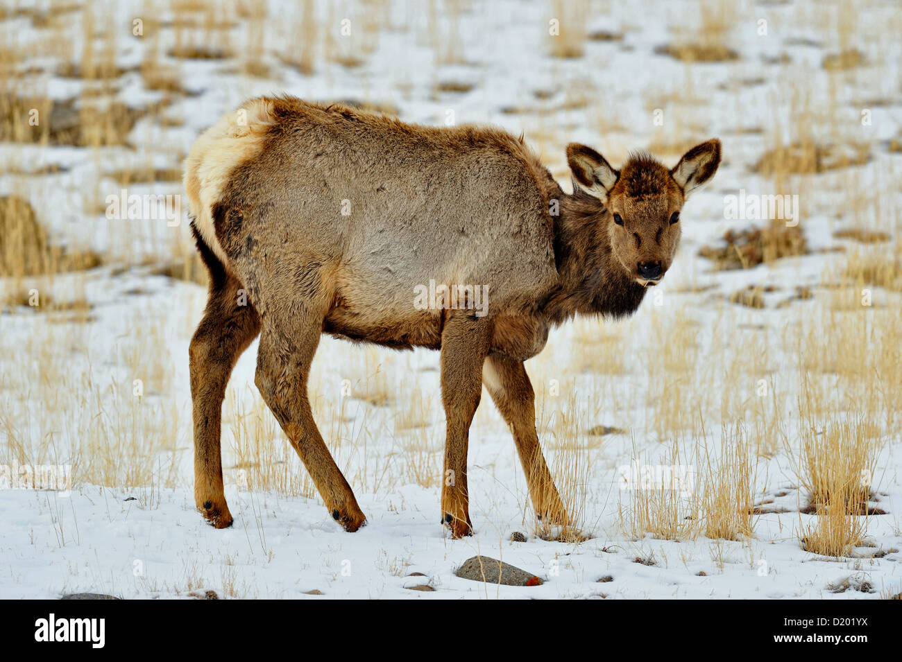 One elk feeding hi-res stock photography and images - Alamy