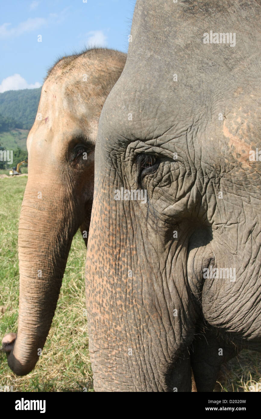 Friends of the asian elephant hi-res stock photography and images - Alamy