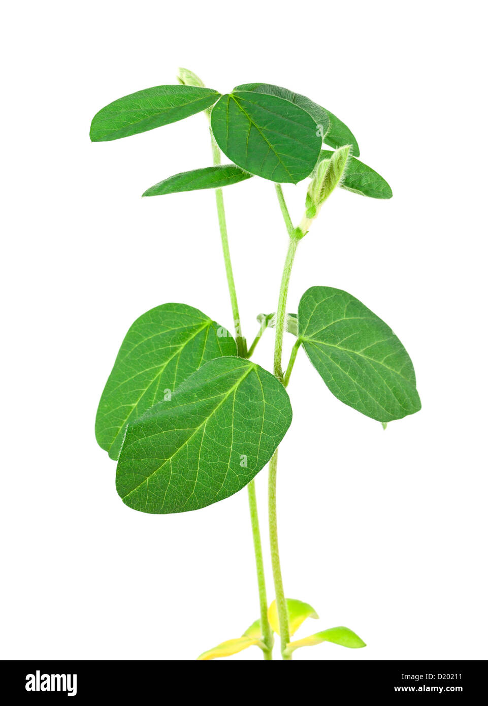 Soy plant isolated on white background Stock Photo - Alamy