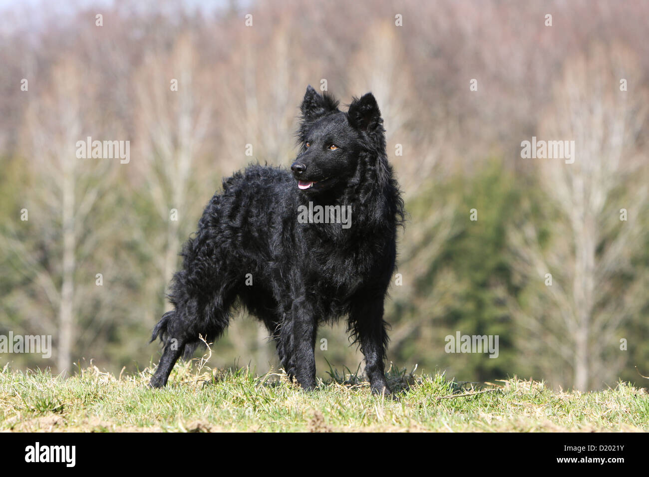 Hungarian Shepherd Dog High Resolution Stock Photography and Images - Alamy