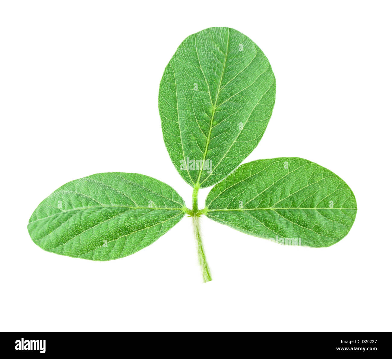 Soy leaf isolated on white background Stock Photo - Alamy