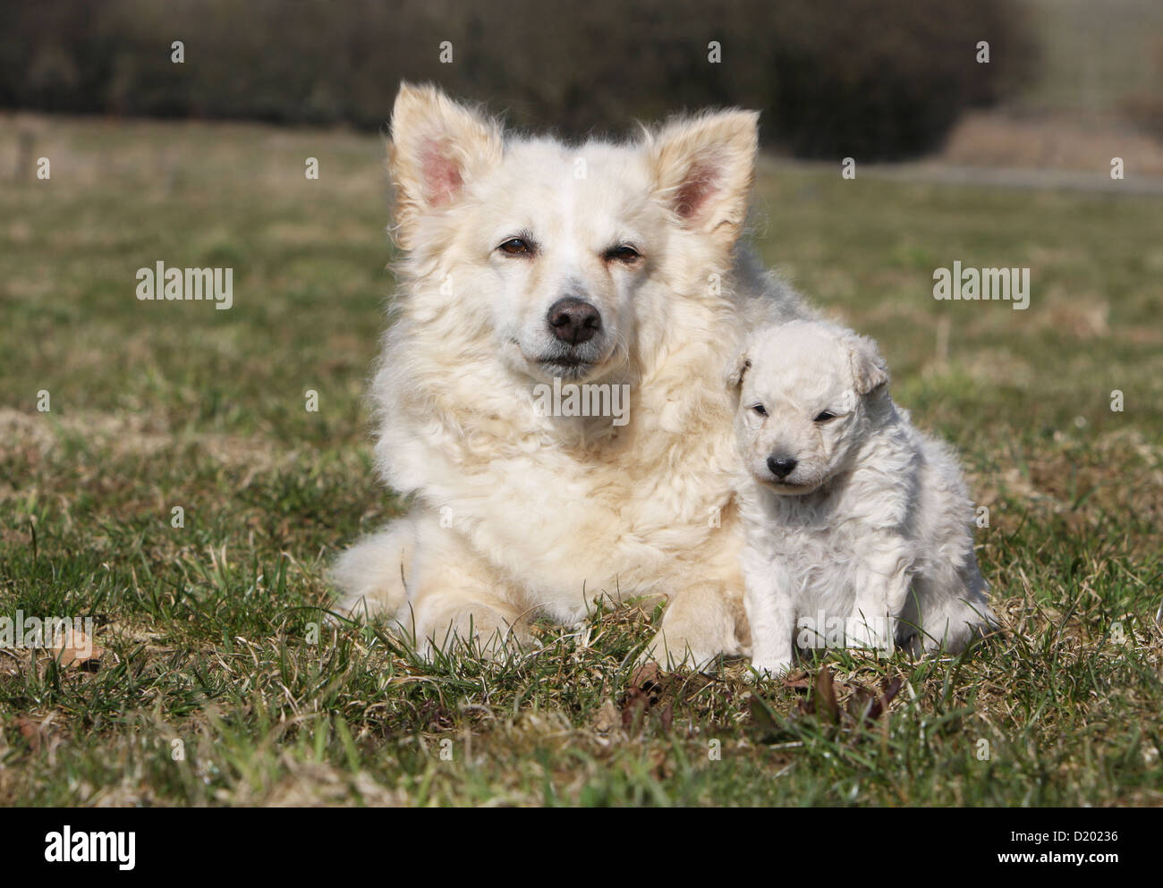 Dog Mudi (Hungarian sheepdog) adult and puppy white on a meadow Stock ...