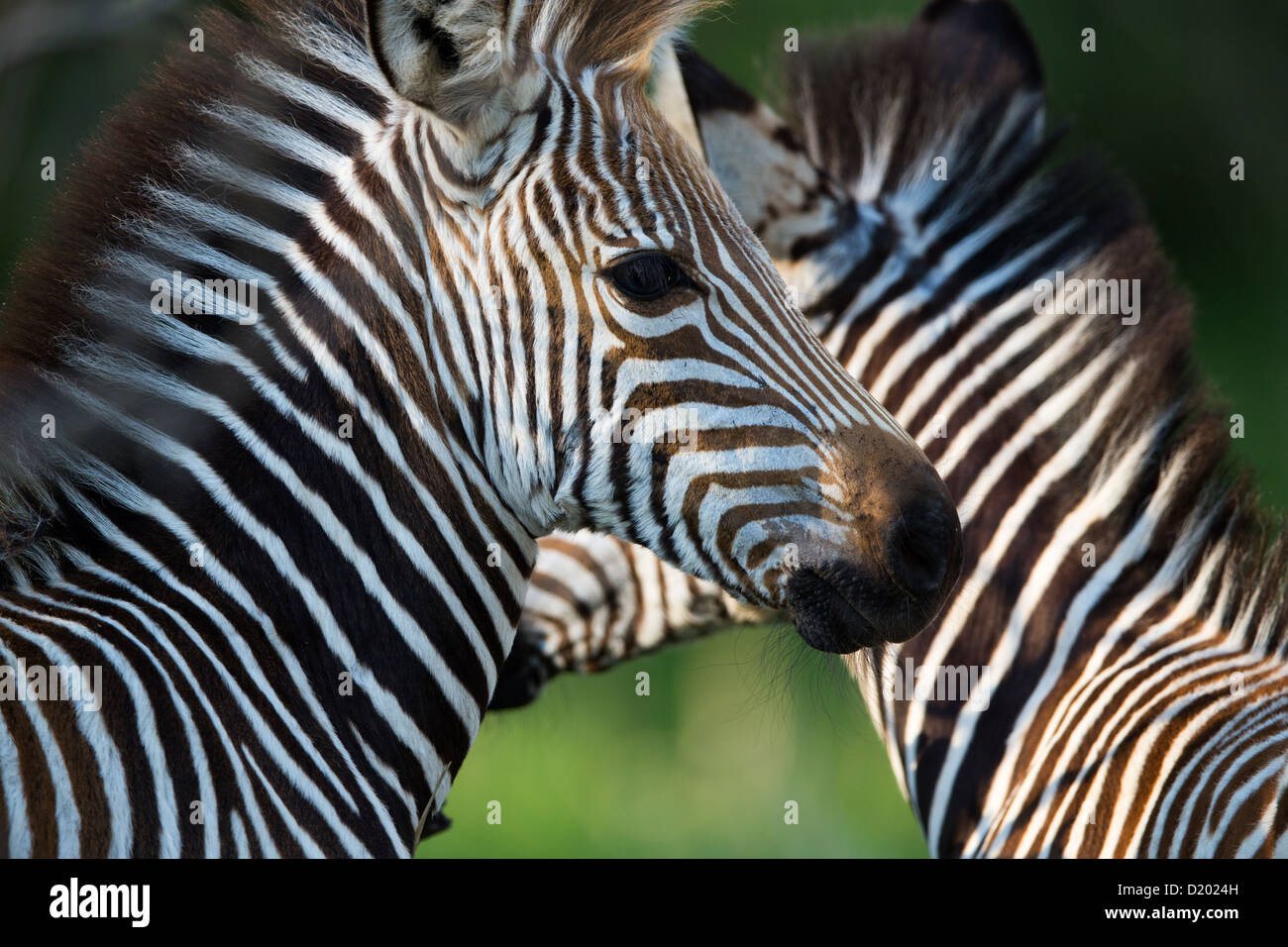 Zebra and horses hi-res stock photography and images - Alamy