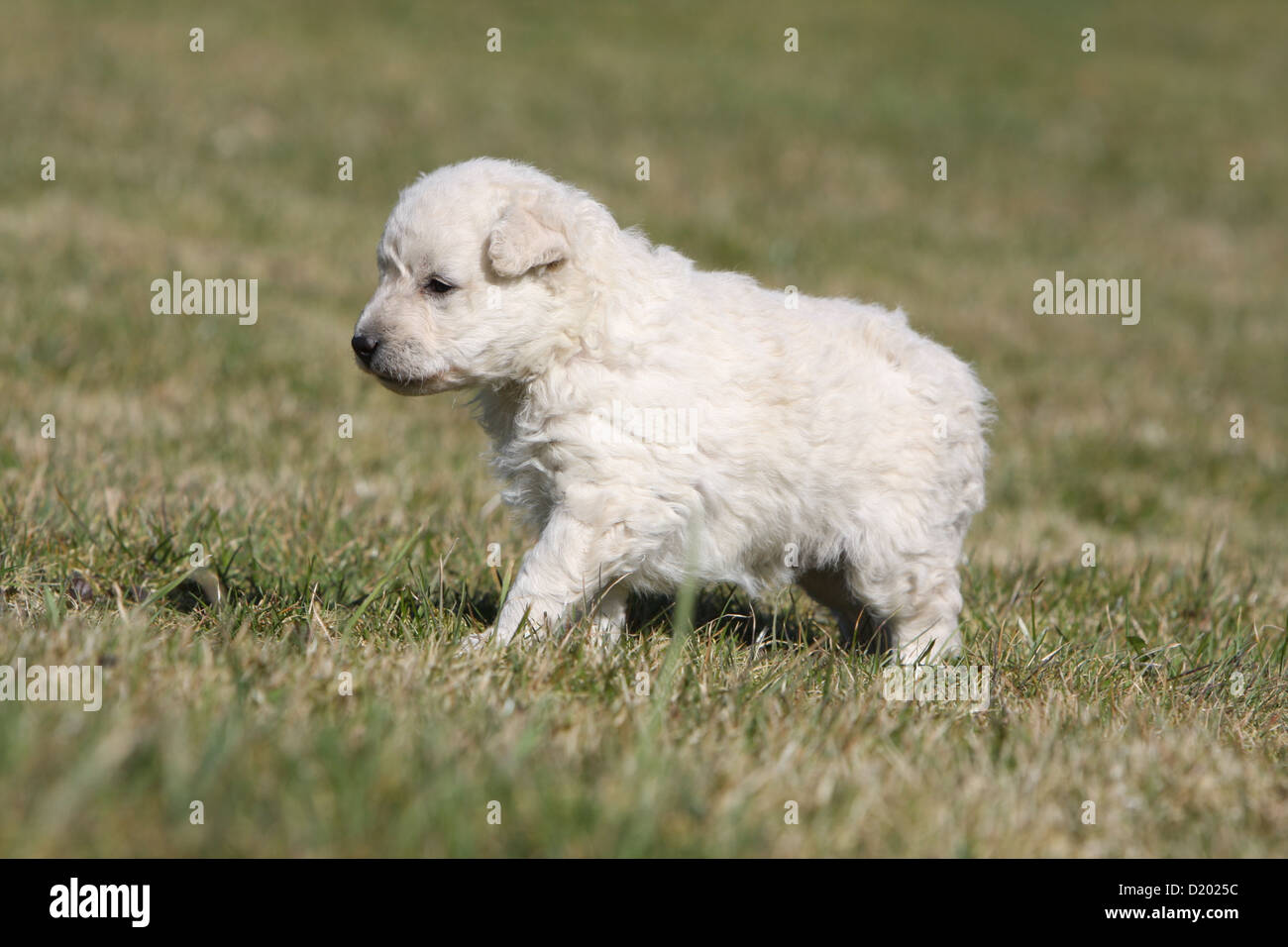 Dog Mudi (Hungarian sheepdog) puppy white walking in a garden Stock ...
